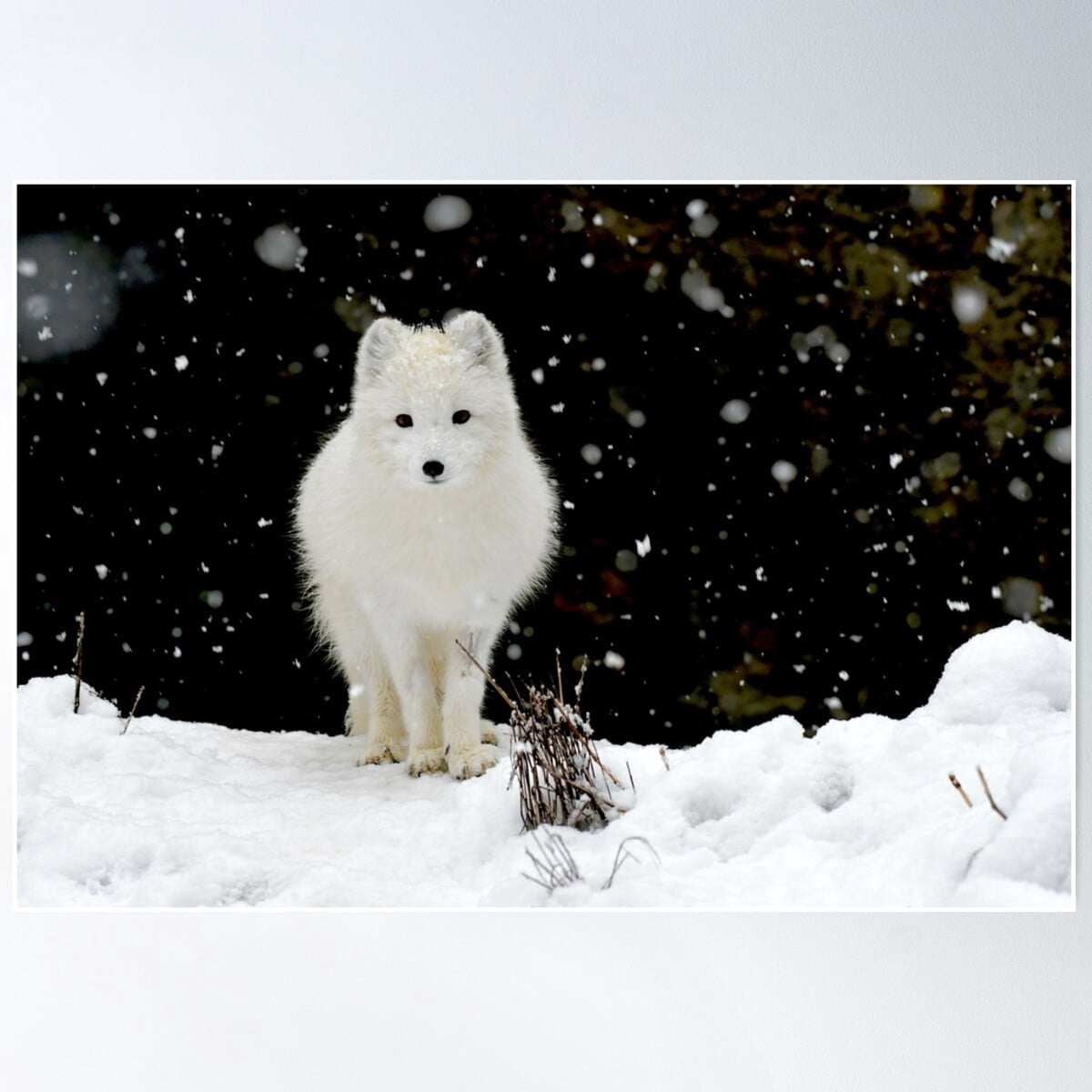 Arctic Fox Poster Wall Art, UNFRAMED PAPER POSTER, Home Decor, Vintage ...