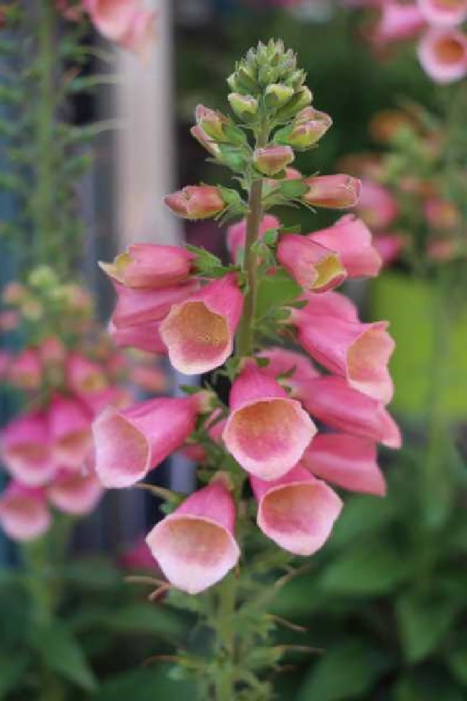 Arctic Fox Rose Foxglove - Digitalis hybrida - 4" Pot - Walmart.com