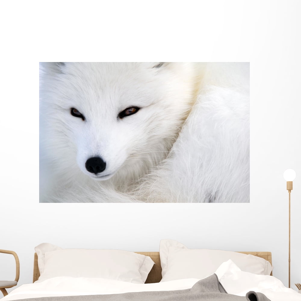 Arctic Fox Wall Mural by Wallmonkeys Peel and Stick Graphic (48 in W x ...