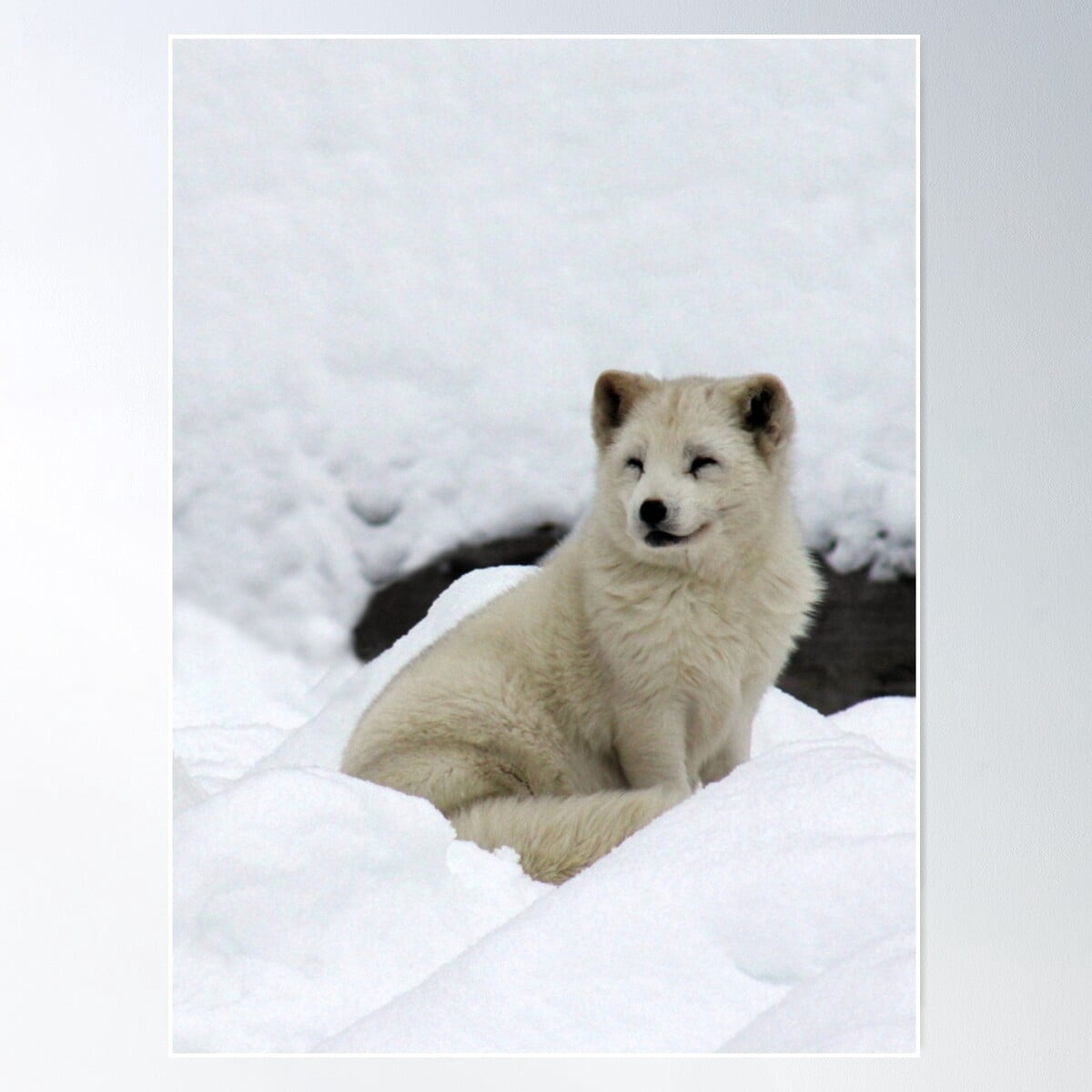 Arctic Fox With A Smile. Poster Wall Art, Modern Wall Decor For Living ...