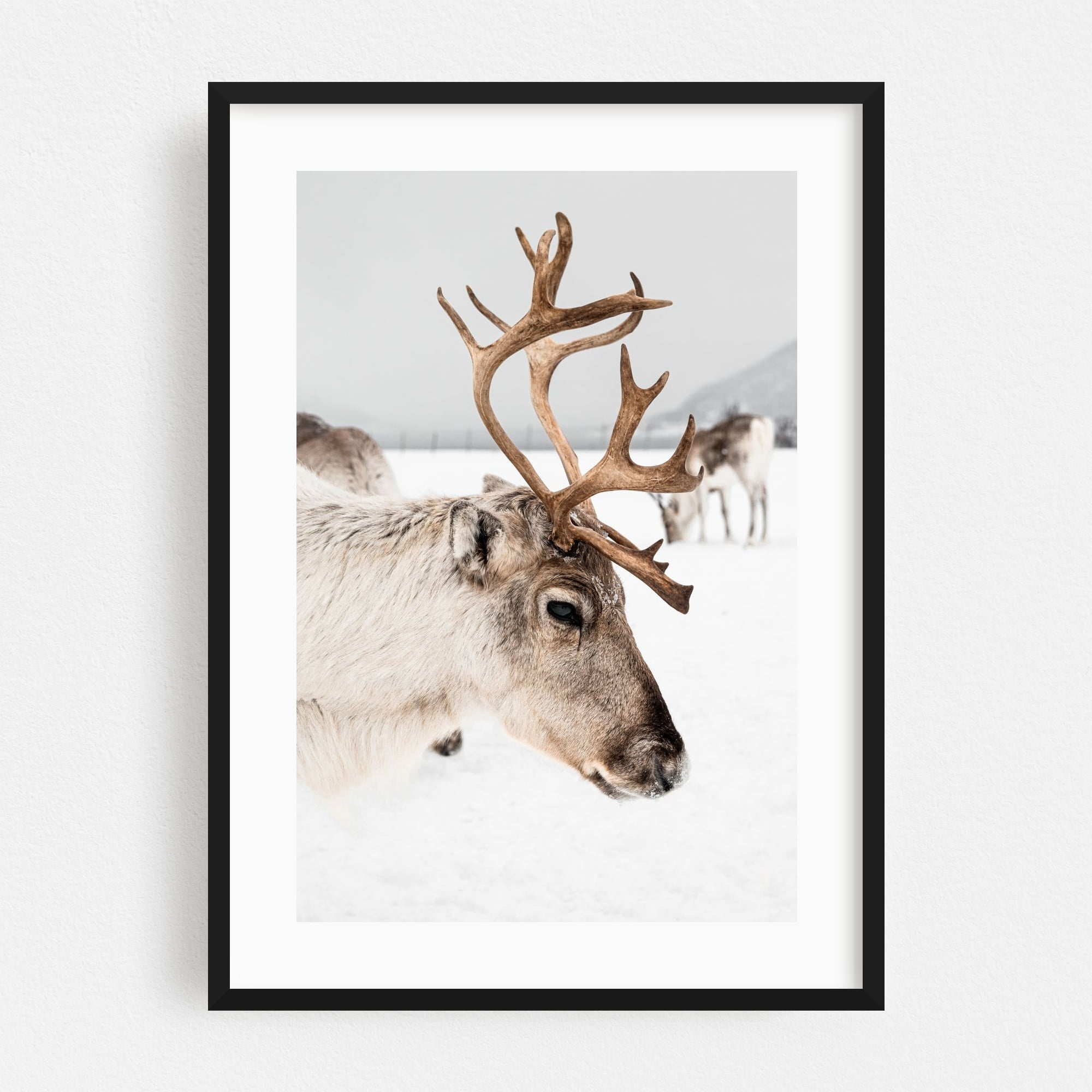 Arctic Life - Tromsø Troms Norway Photography Deer Wildlife Winter Snow ...