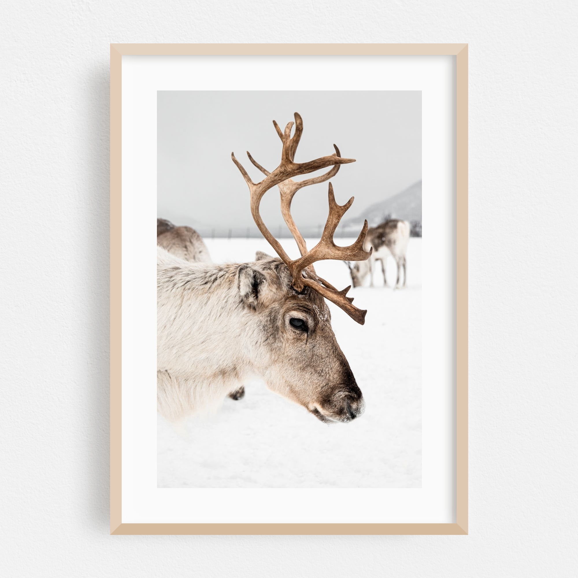 Arctic Life - Tromsø Troms Norway Photography Deer Wildlife Winter Snow ...