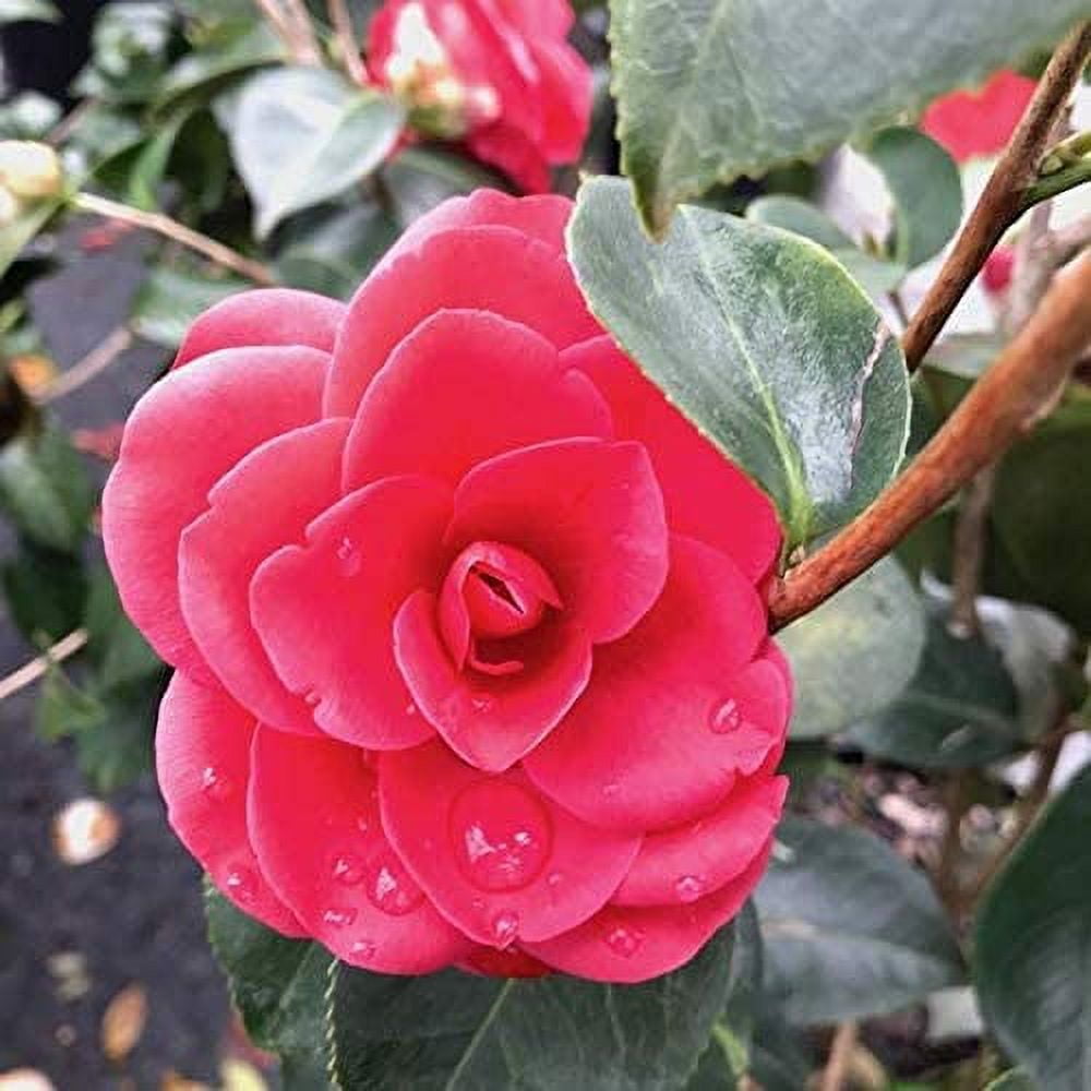 Arctic Rose Camellia, Cold Hardy Gorgeous Red Double Flowers - Walmart ...