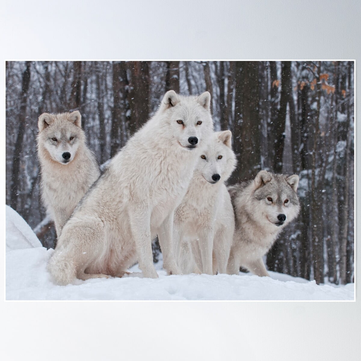 Arctic Wolf Pack Poster Wall Art, Modern Wall Decor For Living Room ...