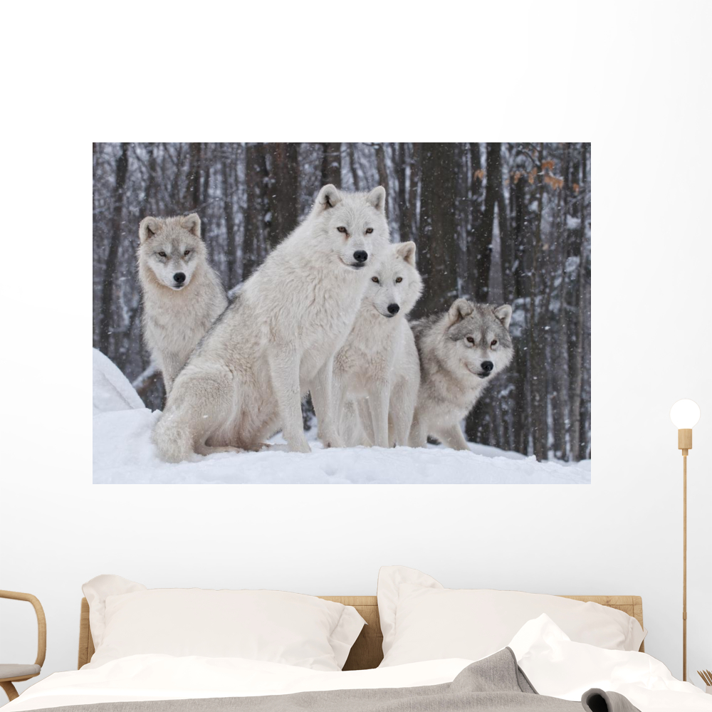 Arctic Wolf Pack Wall Mural by Wallmonkeys Peel and Stick Graphic (48 ...