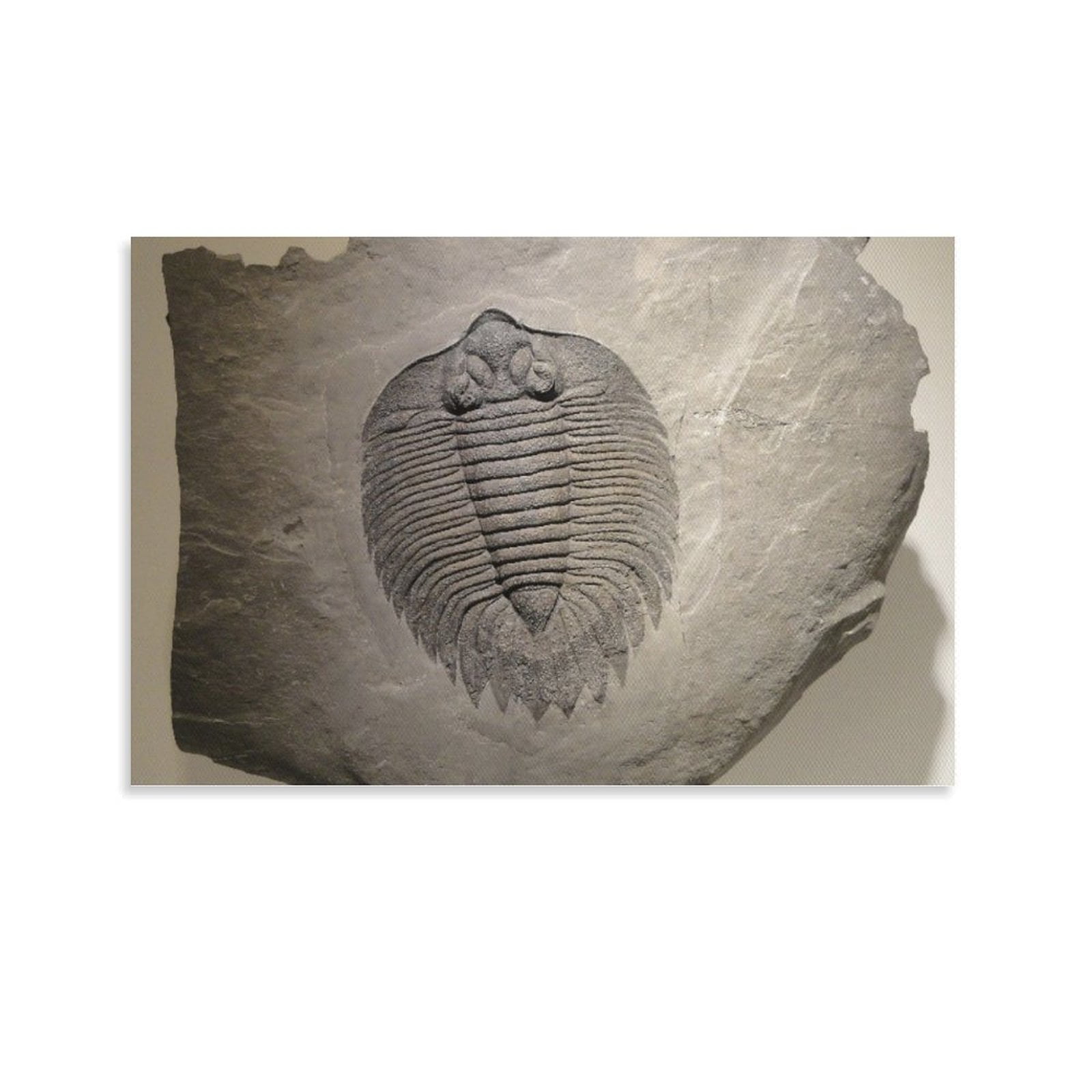 Arctinurus Boltoni Trilobite Fossil Canvas Art Poster And Wall Art ...