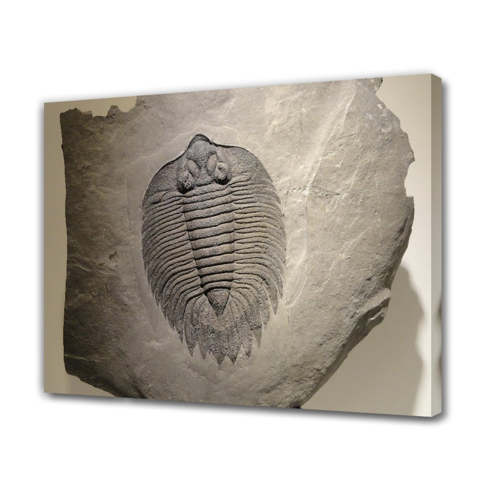 Arctinurus Boltoni Trilobite Fossil Canvas Poster Bedroom Decor Sports ...