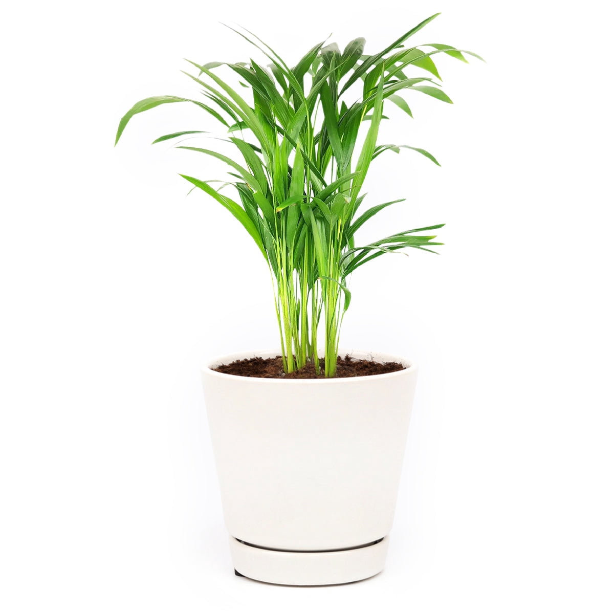Areca Palm (6"+ Minimalist Pot) - Live, Healthy Houseplants for Home ...
