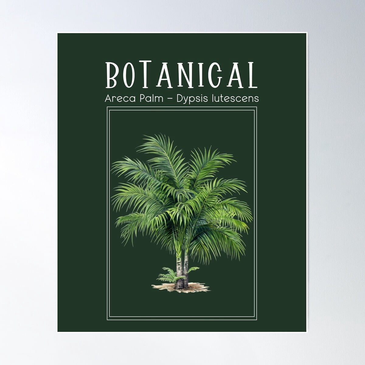 Areca Palm - Dypsis Lutescens - Botanical Collection Poster Wall Art ...