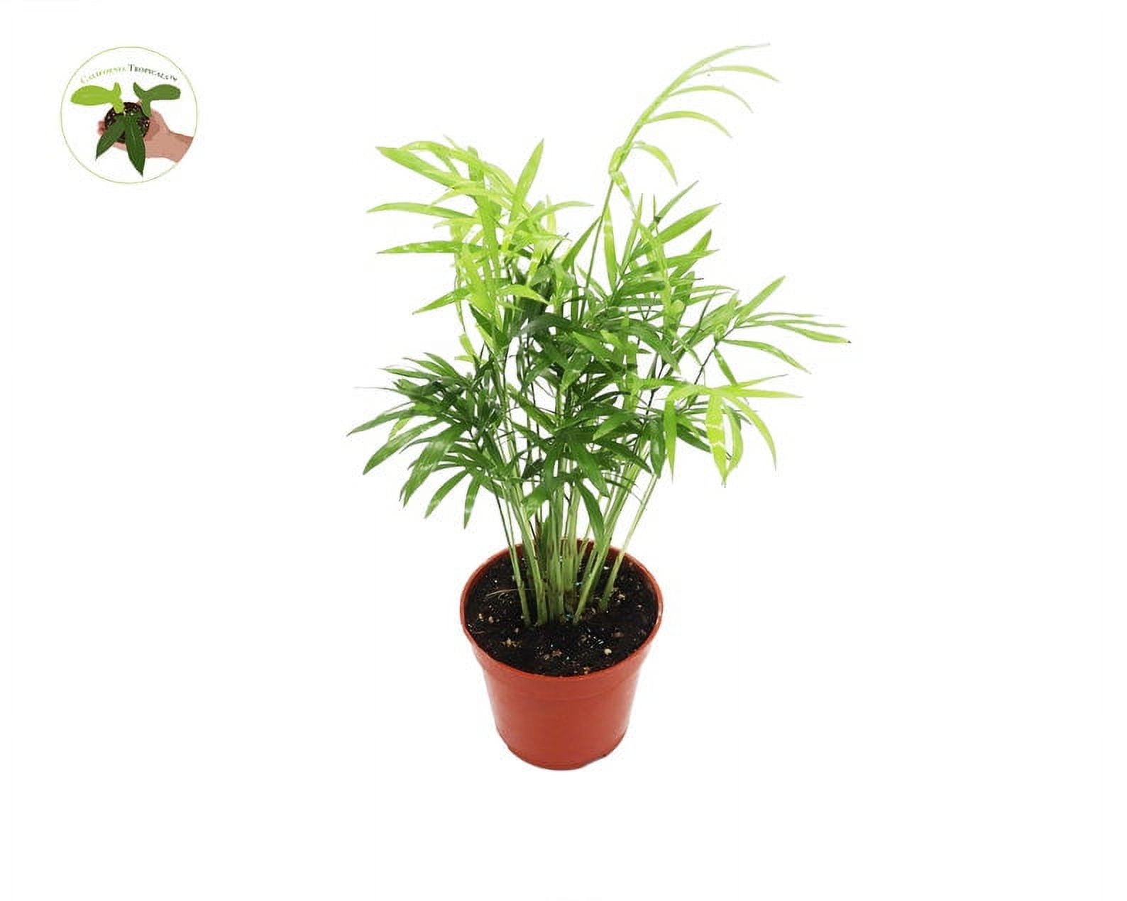 California Tropicals - Areca Palm (Golden Cane Palm), Real Live Indoor ...