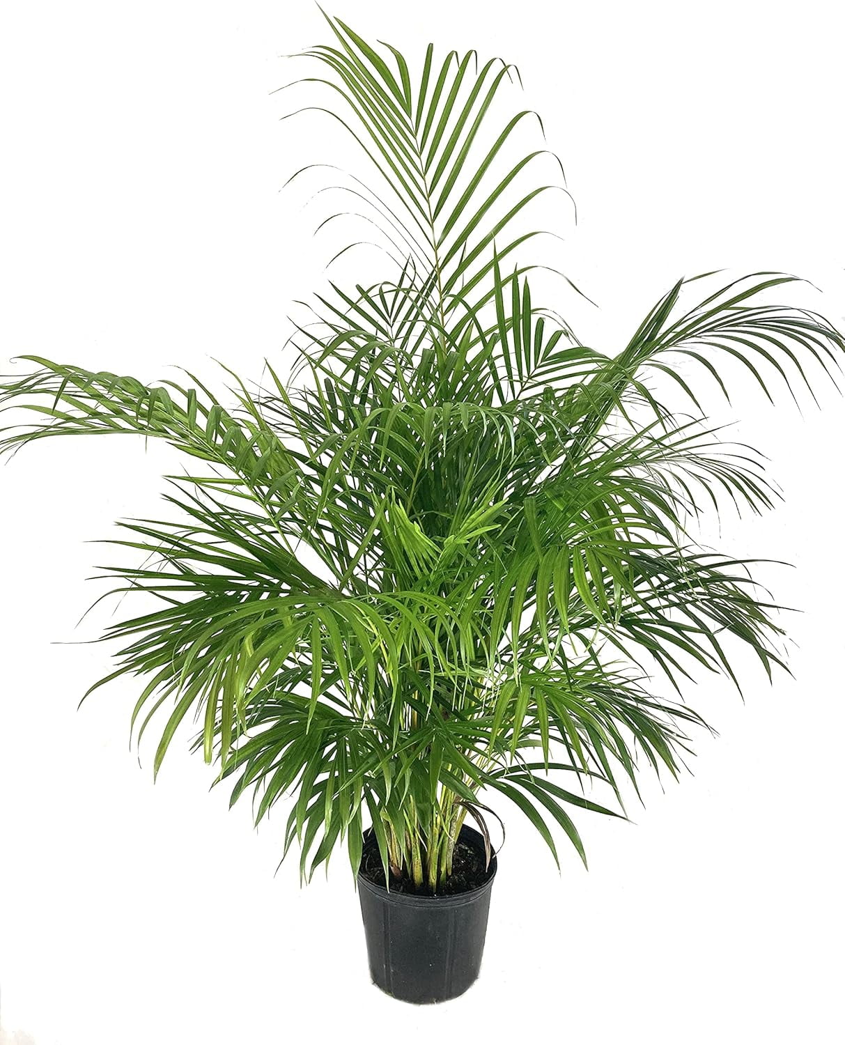 Areca Palm - Live Plant in a 10 Inch Pot - Dypsis Lutescens - Beautiful ...