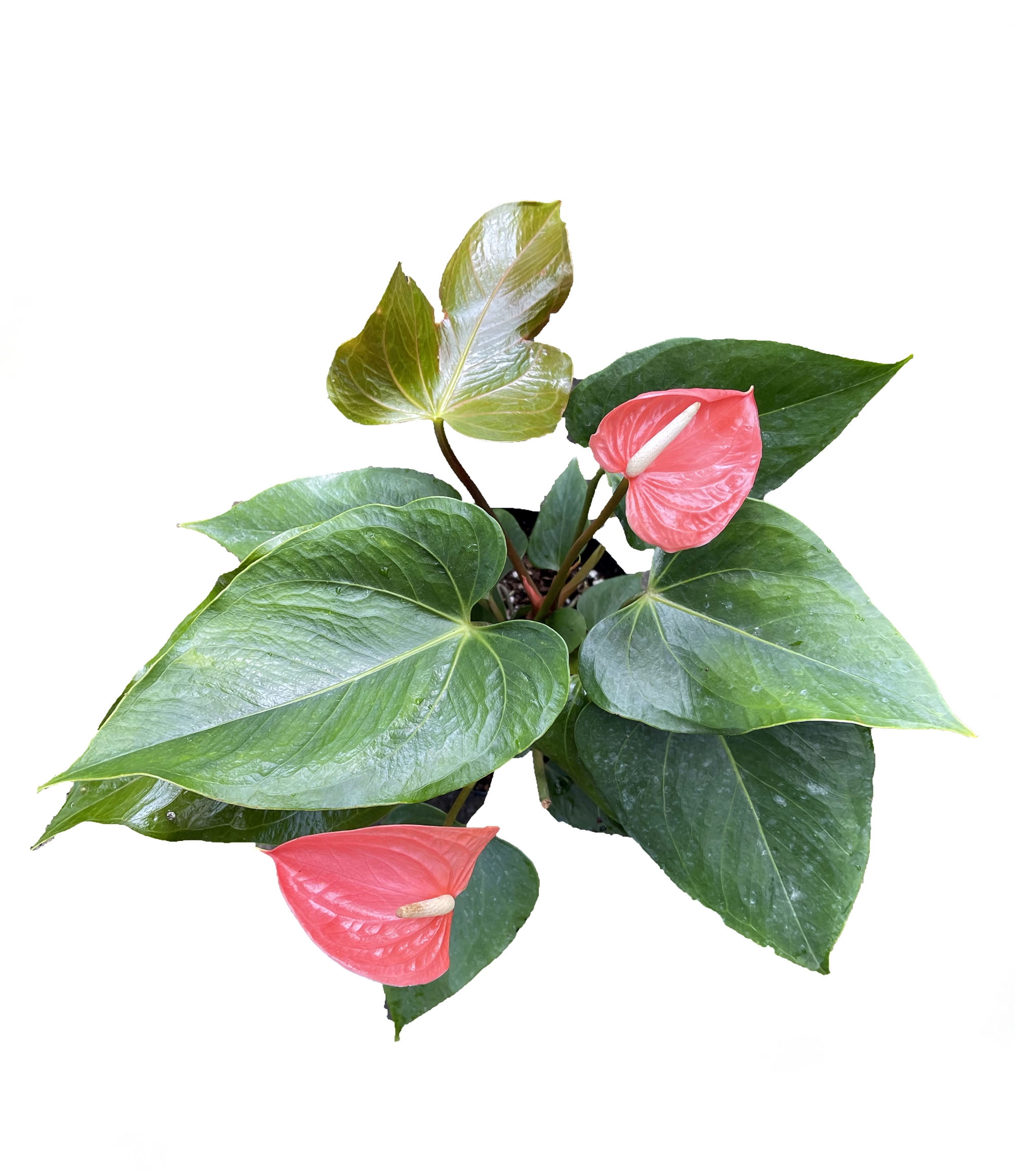 Aren't You Orange Anthurium Plant - 6" Pot - Walmart.com
