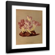 Colchicum