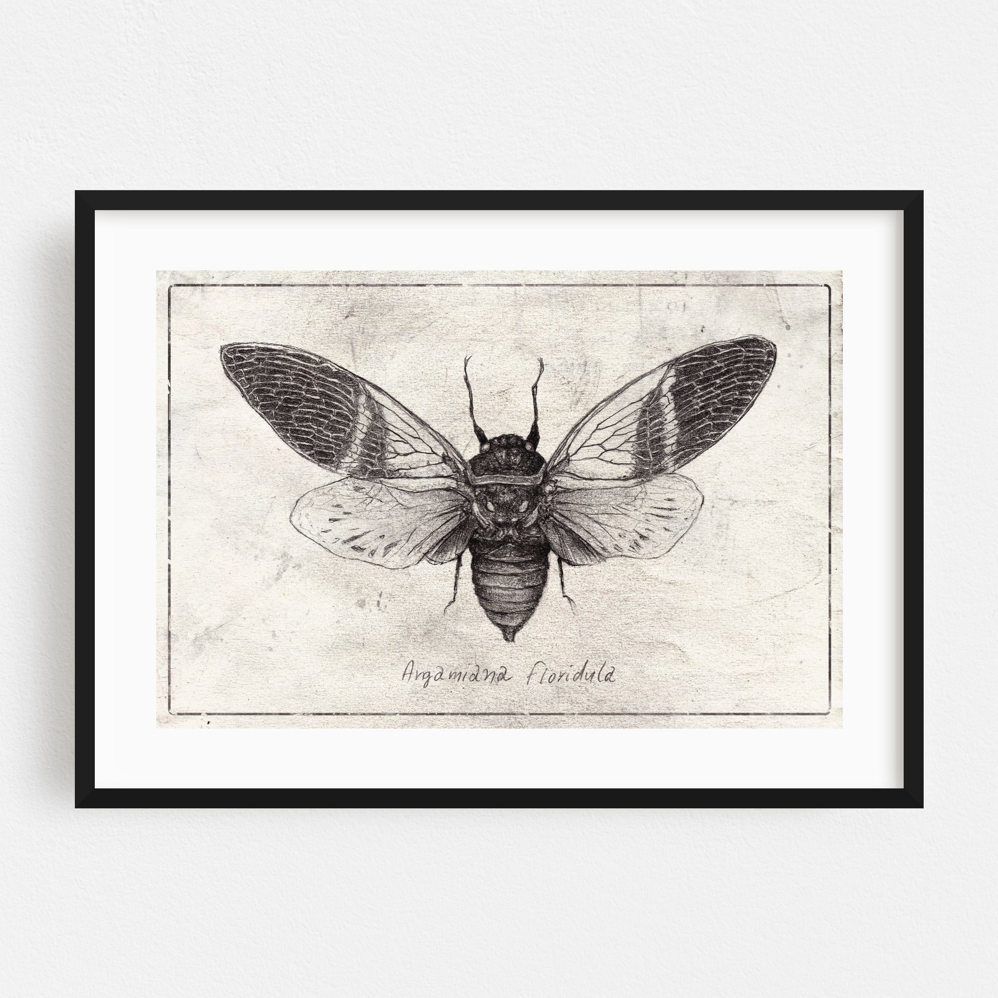 Argamiana Floridula - Drawing Insect Black and White Vintage Botanical ...