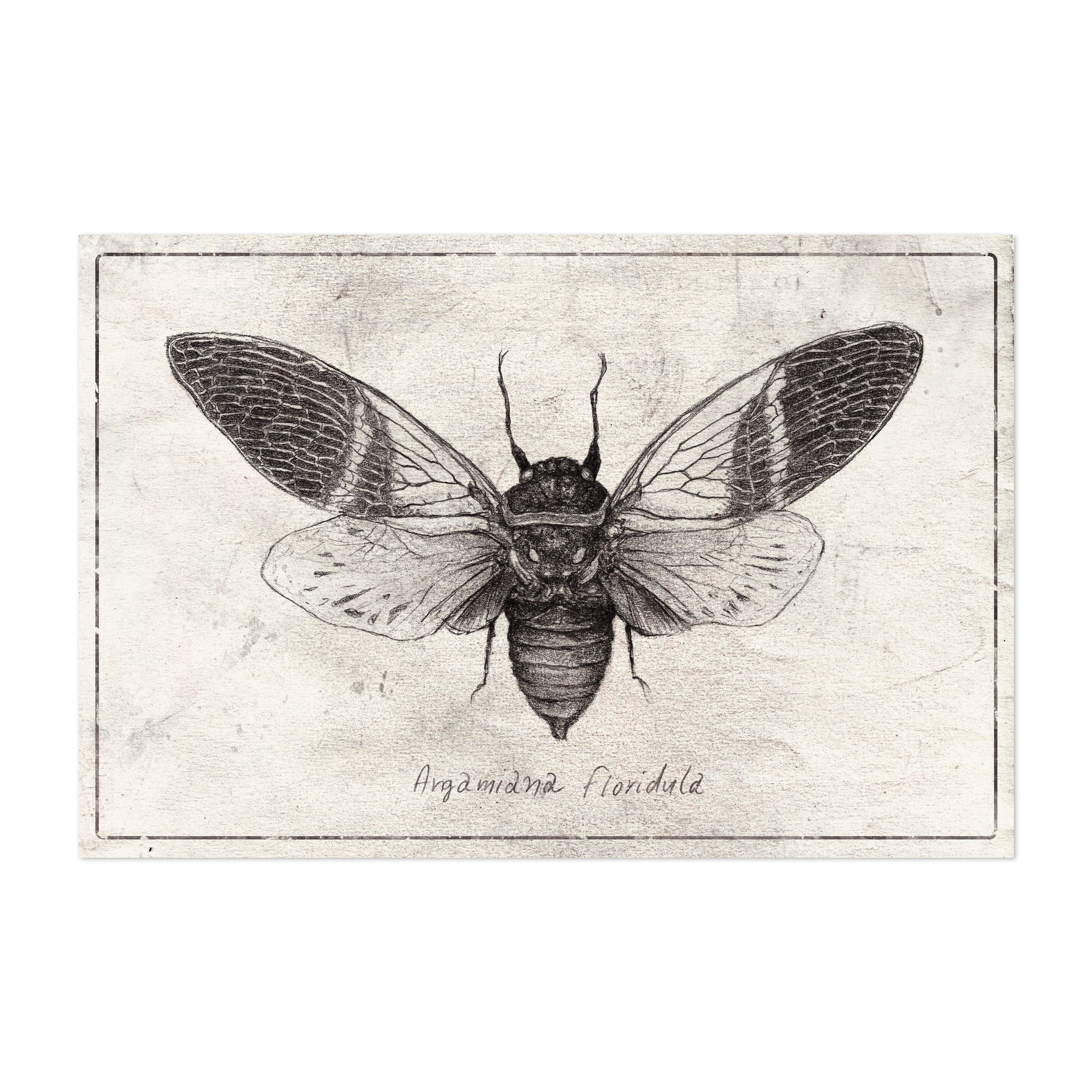 Argamiana Floridula - Drawing Insect Black and White Vintage Botanical ...