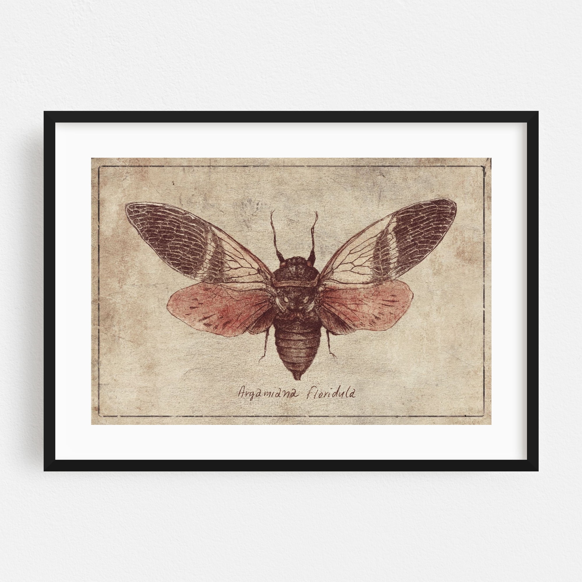 Argamiana Floridula - Drawing Vintage Insect Botanical Illustration ...