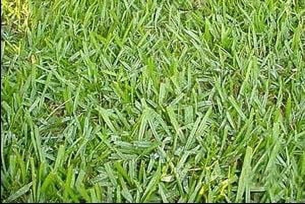 Seed Ranch Argentine Bahia Pasture Grass Seeds, Warm Climate - Walmart.com