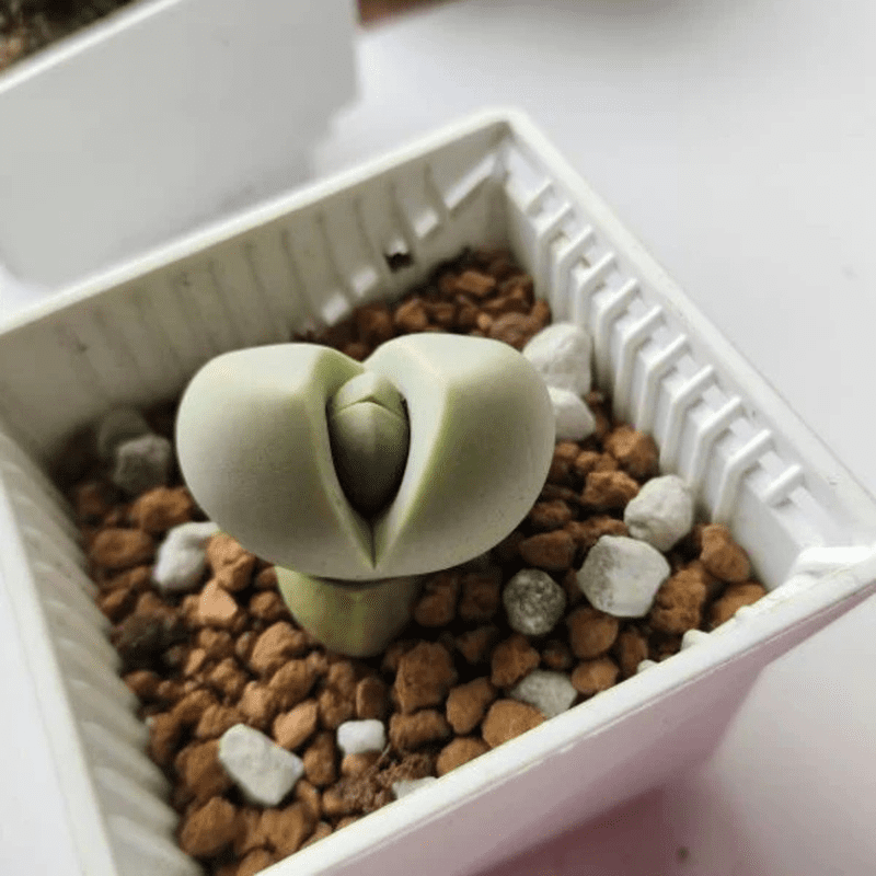 Argyroderma Testiculare Lithops x Conophytum in 2” pot - Walmart.com