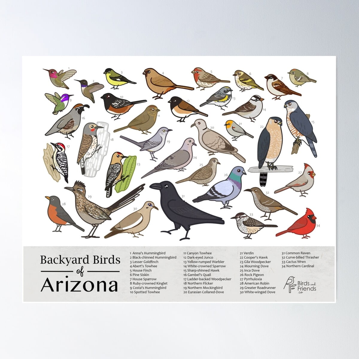 Arizona - Backyard Birds Of Arizona Field Guide Print - Bird Art ...