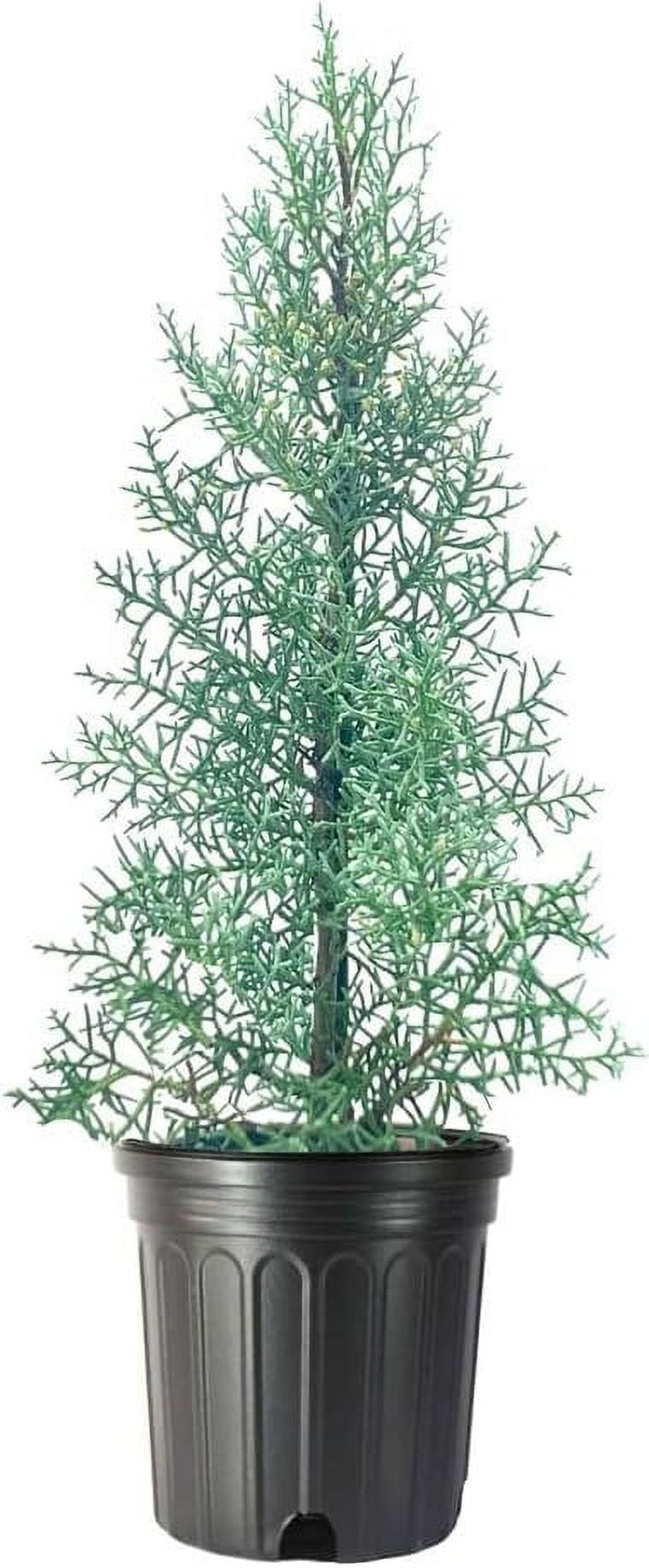 Arizona Blue Ice Cypress 1 Large Gallon Size Tree Cupressus Plants ...