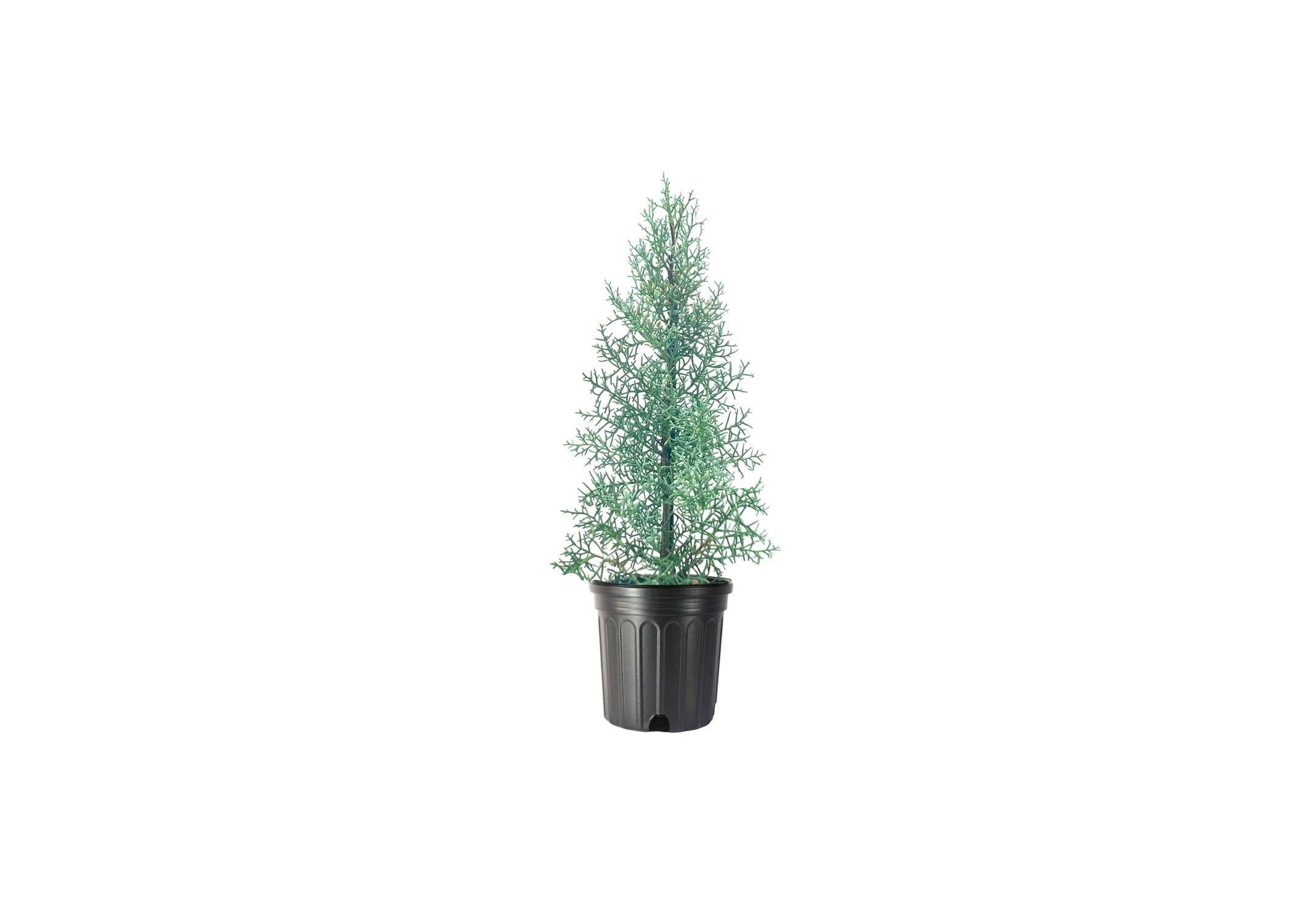 Arizona Blue Ice Cypress 3 Large Gallon Size Trees Cupressus Plants ...