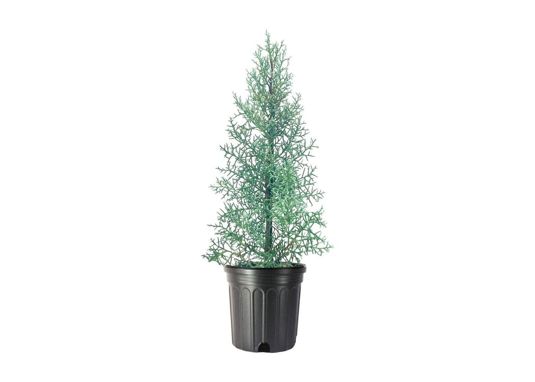 Arizona Blue Ice Cypress 3 Large Gallon Size Trees Cupressus Plants ...