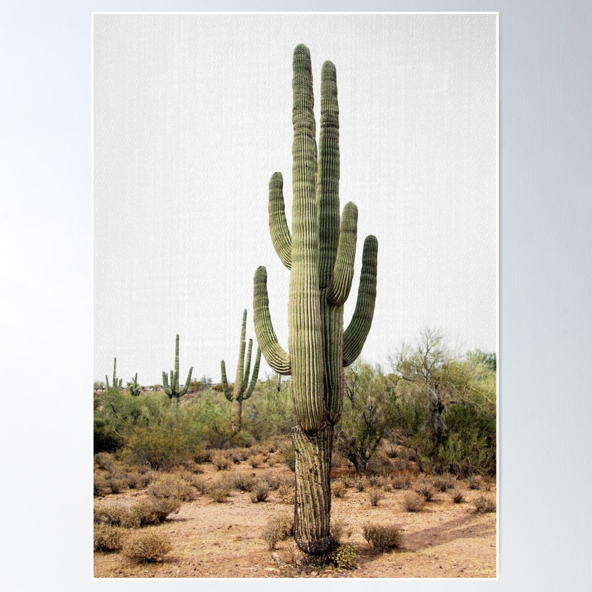 Arizona Cactus Poster Wall Art, Modern Wall Decor For Living Room ...