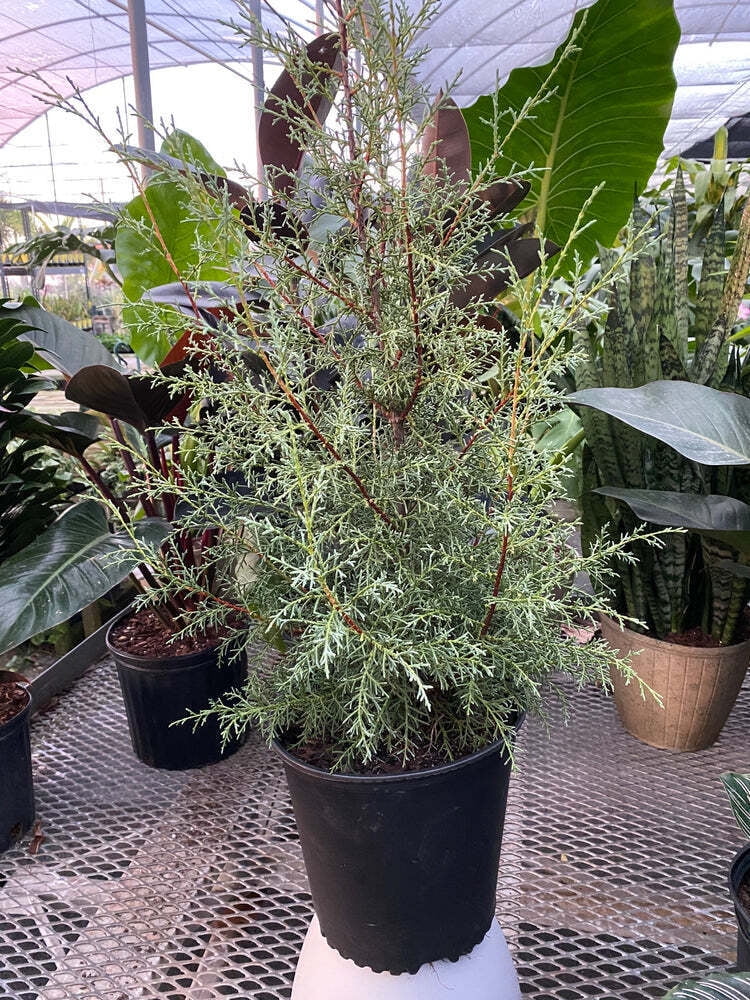 Arizona Cypress Tree Carolina Sapphire Live Plant Evergreen 1 Gal Pot 1 ...