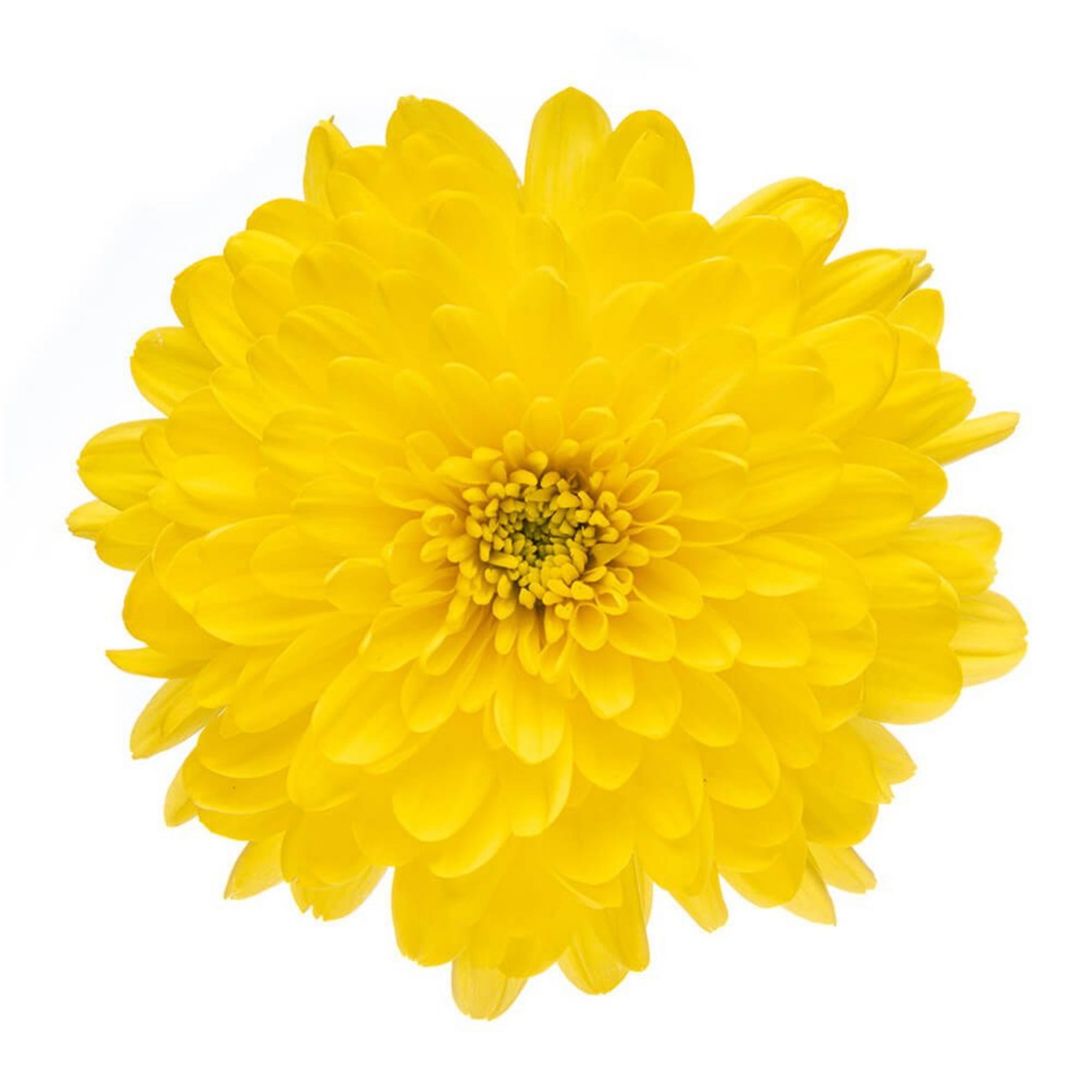 Arizona Family Flowers Yellow Cremone - Walmart.com
