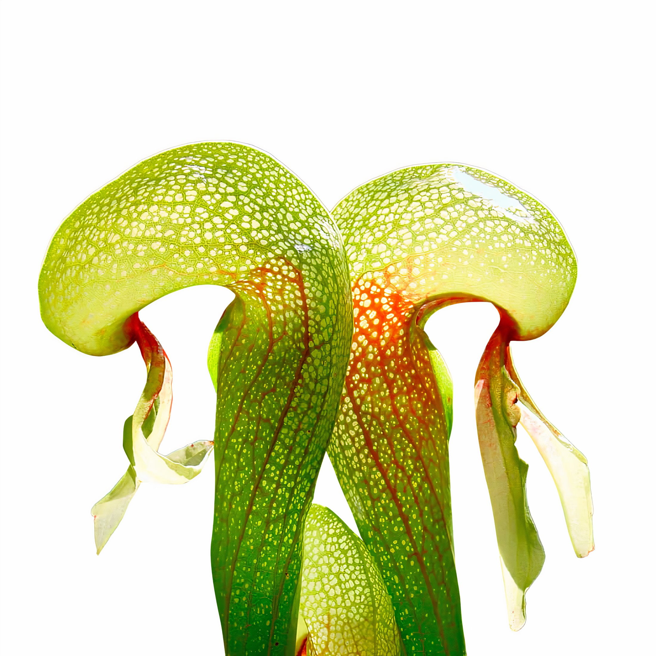 Arizona Flower Market Cobra Lily - Walmart.com