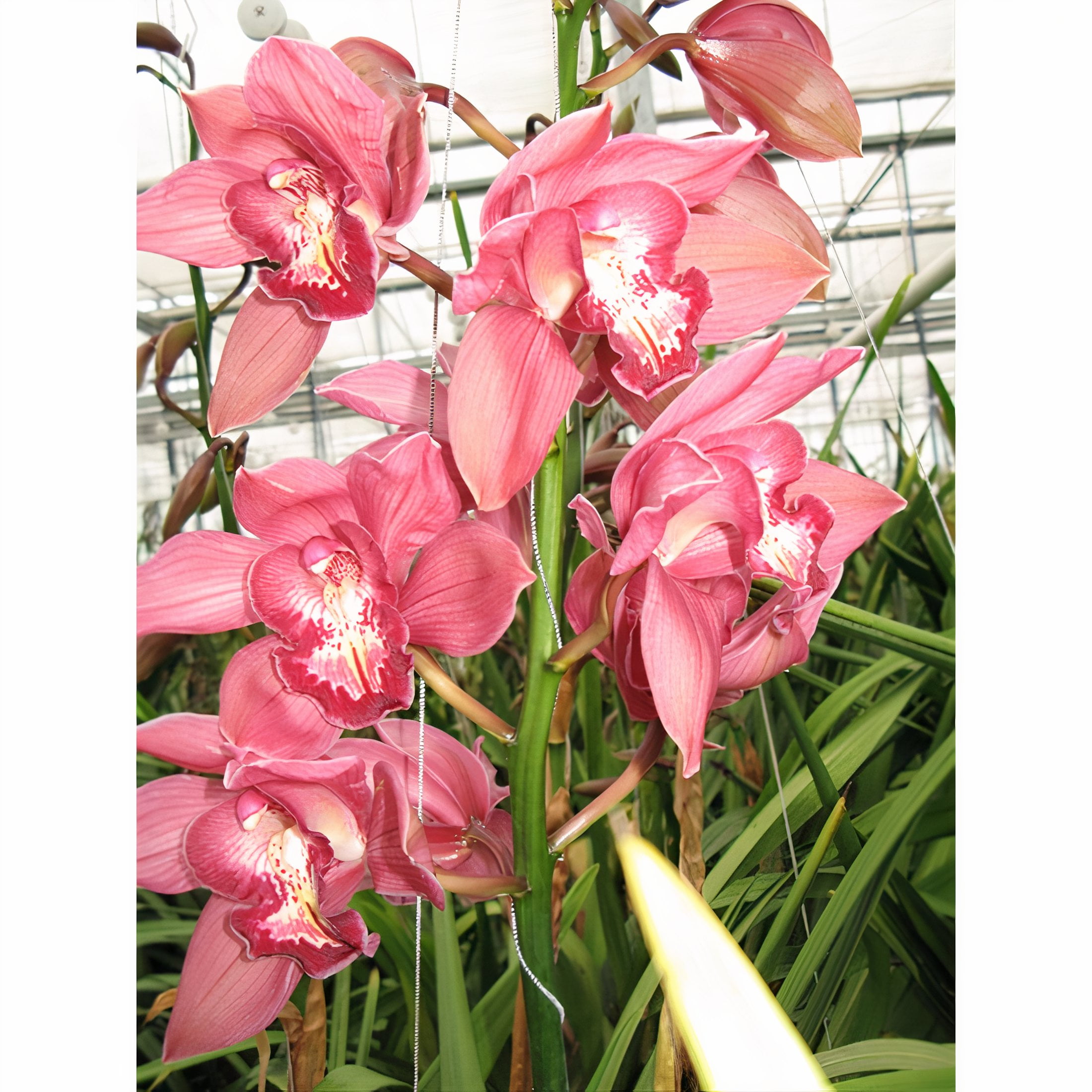 Arizona Flower Market Cymbidium Orchids Mini - Walmart.com