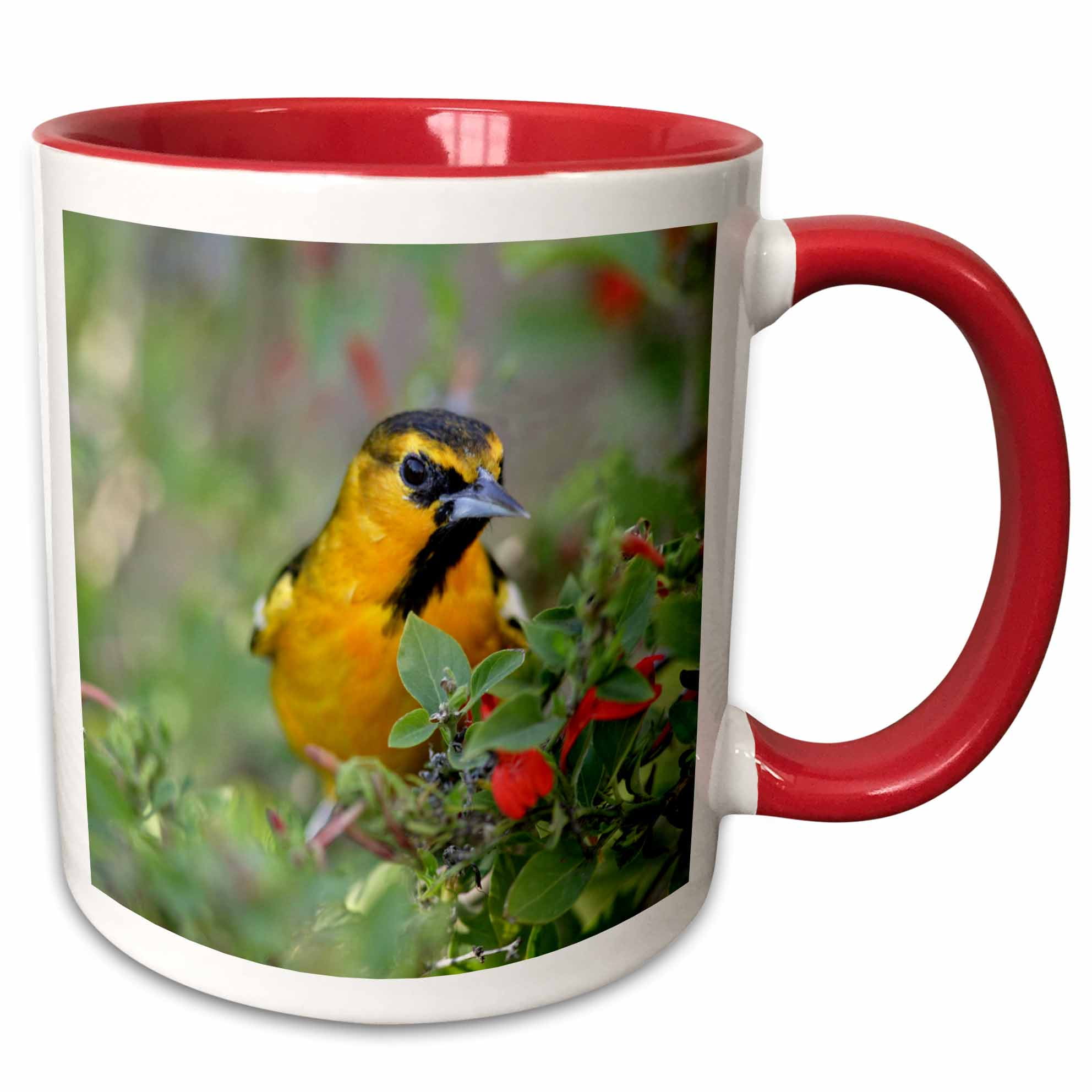 3drose, Arizona, Phoenix, Bullocks Oriole Bird in Bush - Us03 Bja0019 ...
