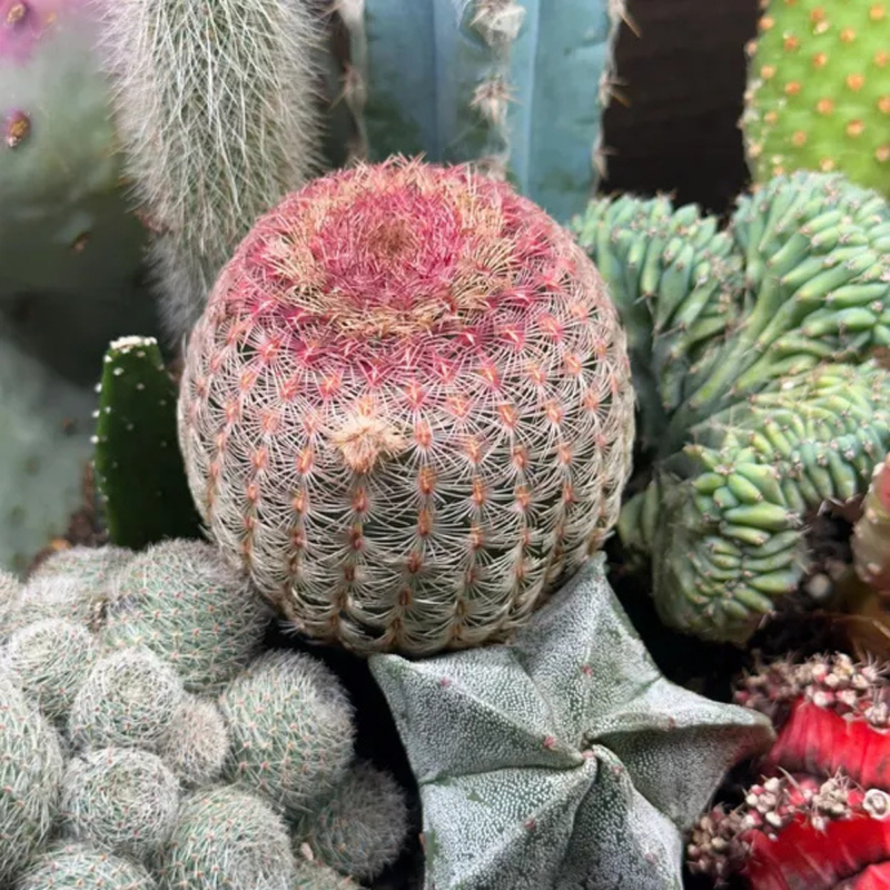 Arizona Rainbow Cactus, Rainbow Hedgehog Cactus, Echinocereus ...