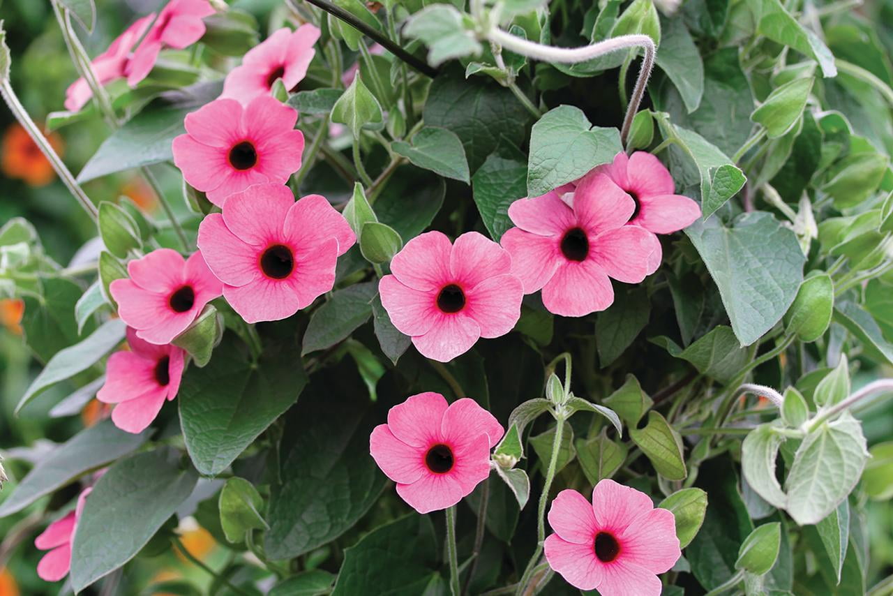 Arizona Rose Black Eyed Susan Vine - Thunbergia - Shades of Rose -2.5 ...