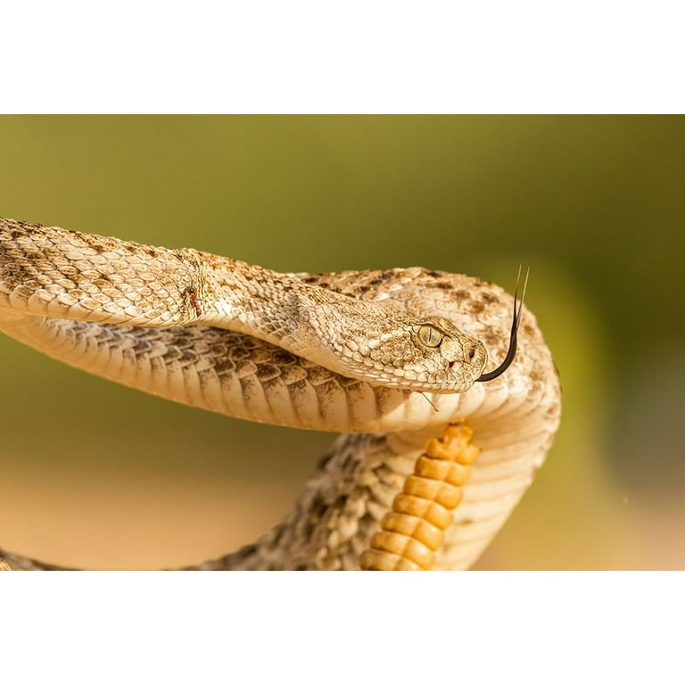 Western Diamondback Rattlesnake Coloring Pages
