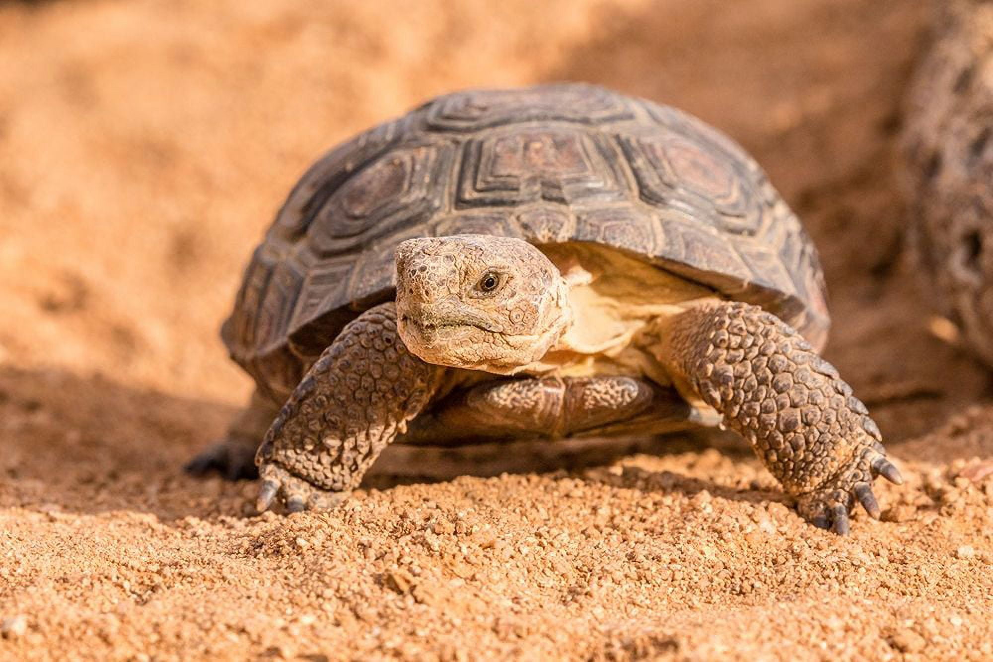 Arizona-Santa Cruz County Young desert tortoise captive by Jaynes ...