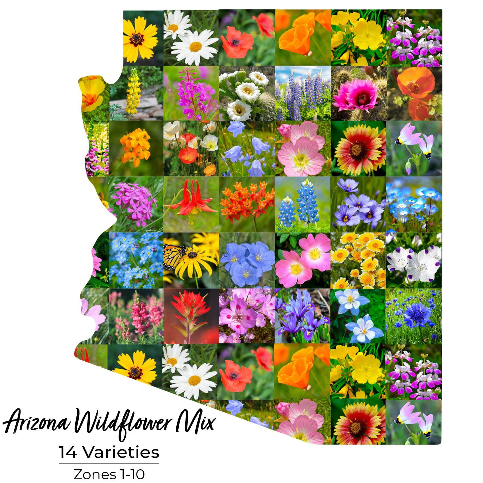 Created By Nature Arizona Wildflower Seed Mix, Butterfly Garden ...