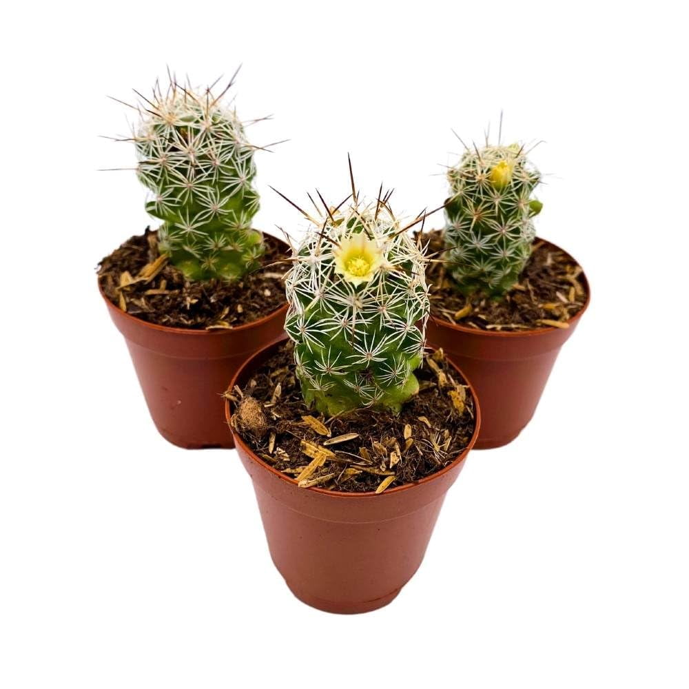 Arizona Snowcap Cactus Mammillaria gracilis Albata, 2 inch Set of 3 ...