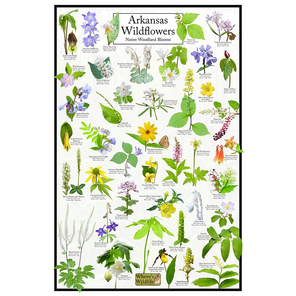 Arkansas Wildflowers Poster - Native Woodland Blooms - Educational ...