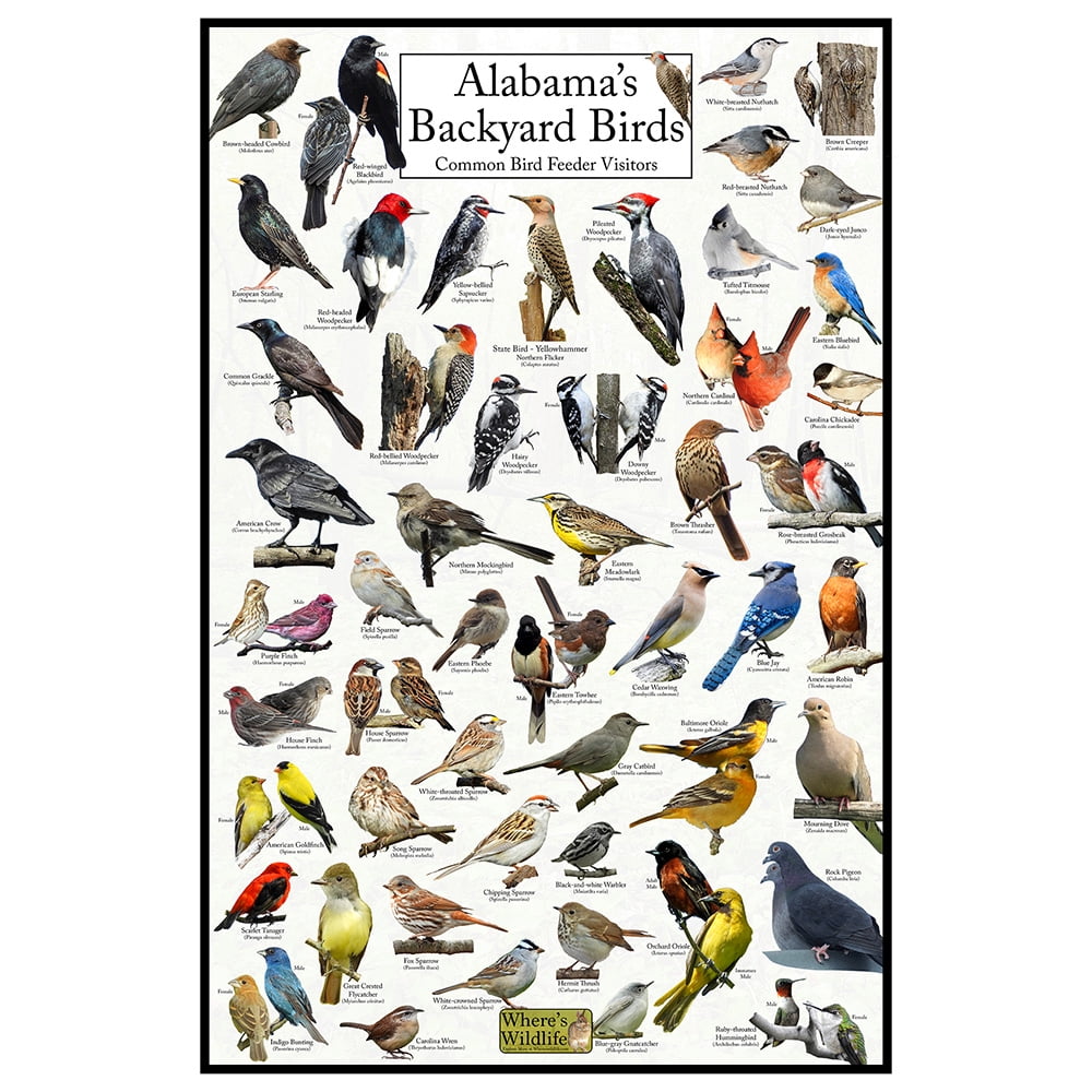 Arkansas's Backyard Birds Poster - Arkansas Bird Chart Highlighting ...