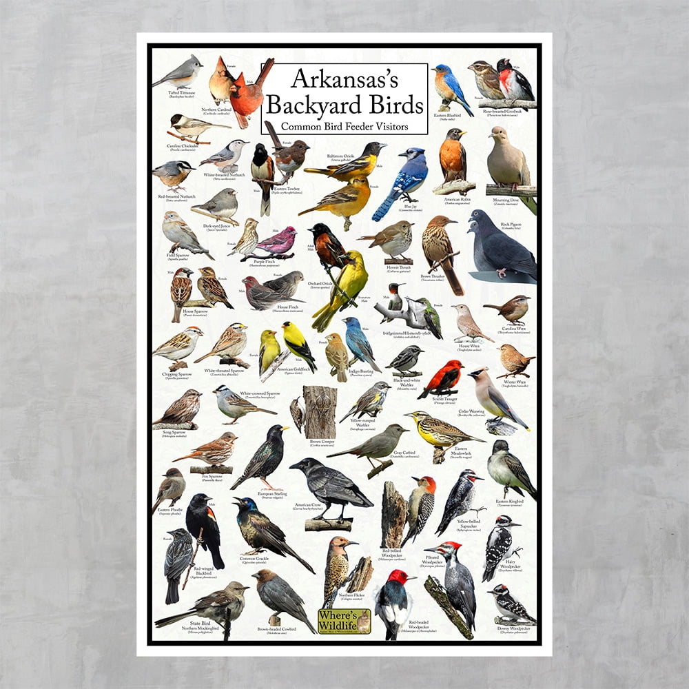 Arkansas's Backyard Birds Poster - Arkansas Bird Chart Highlighting ...