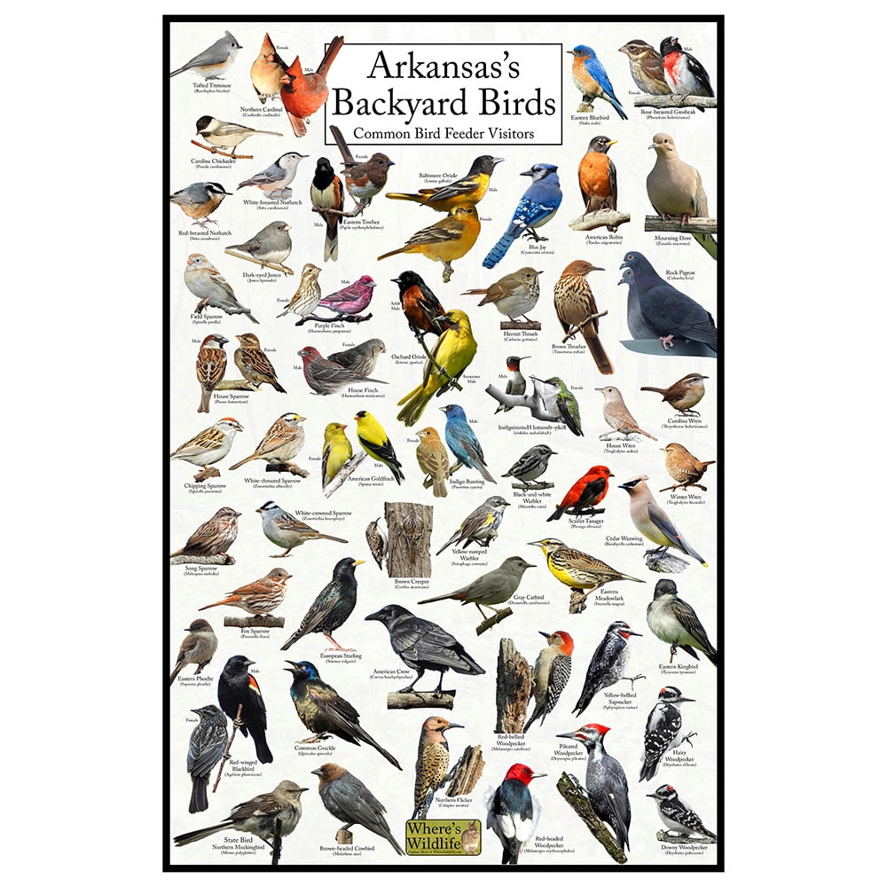 Arkansas's Backyard Birds Poster - Arkansas Bird Chart Highlighting ...