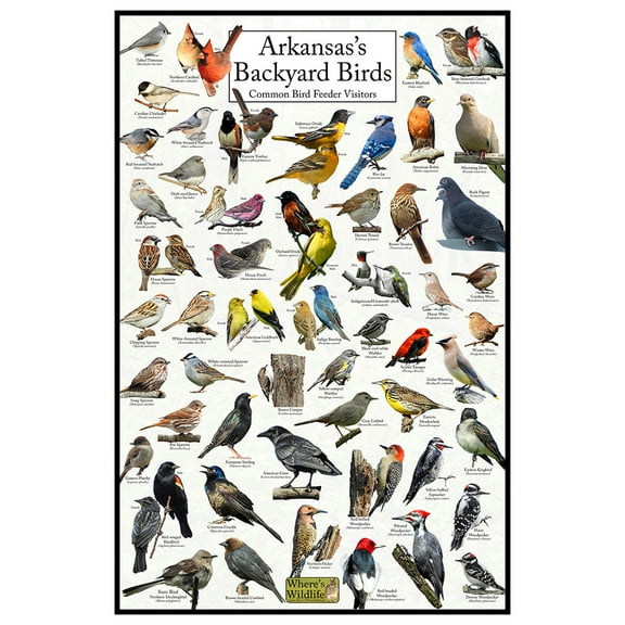 Iowa's Backyard Birds Laminated Poster - Iowa Bird Watching Chart ...