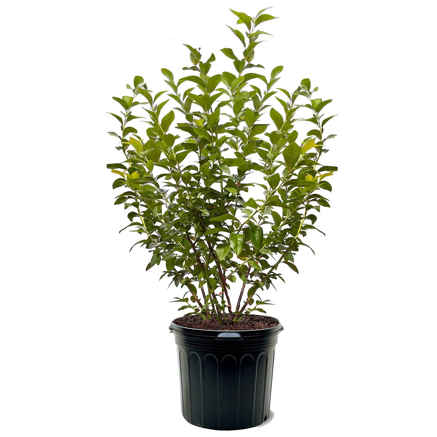 Expert Gardener 3-4 ft tall Arlen Northern Highbush Blueberry Live ...