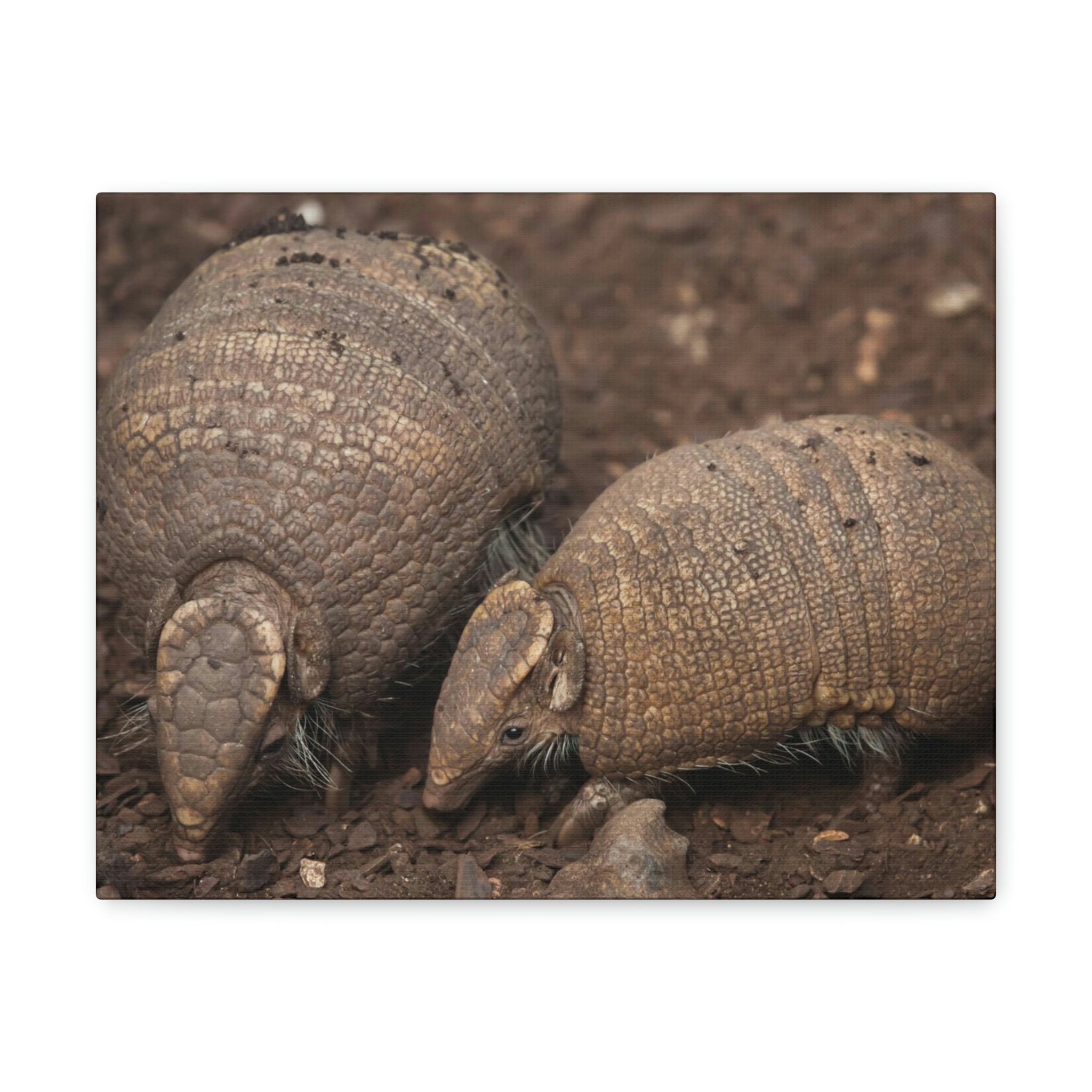Armadillo Couple Armadillo Troop Print Animal Wall Art Wildlife Canvas Prints Wall Art Ready to ...