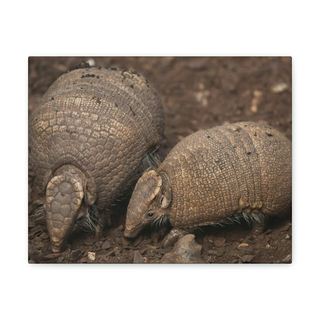 Armadillo Couple Armadillo Troop Print Animal Wall Art Wildlife Canvas Prints Wall Art Ready to ...