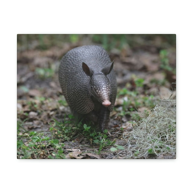 Armadillo Hunting Armadillo on Hunt Print Animal Wall Art Wildlife Canvas Prints Wall Art Ready ...