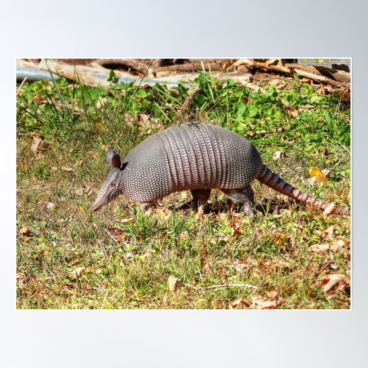 Armadillo Poster Wall Art, Modern Wall Decor For Living Room Bedroom ...