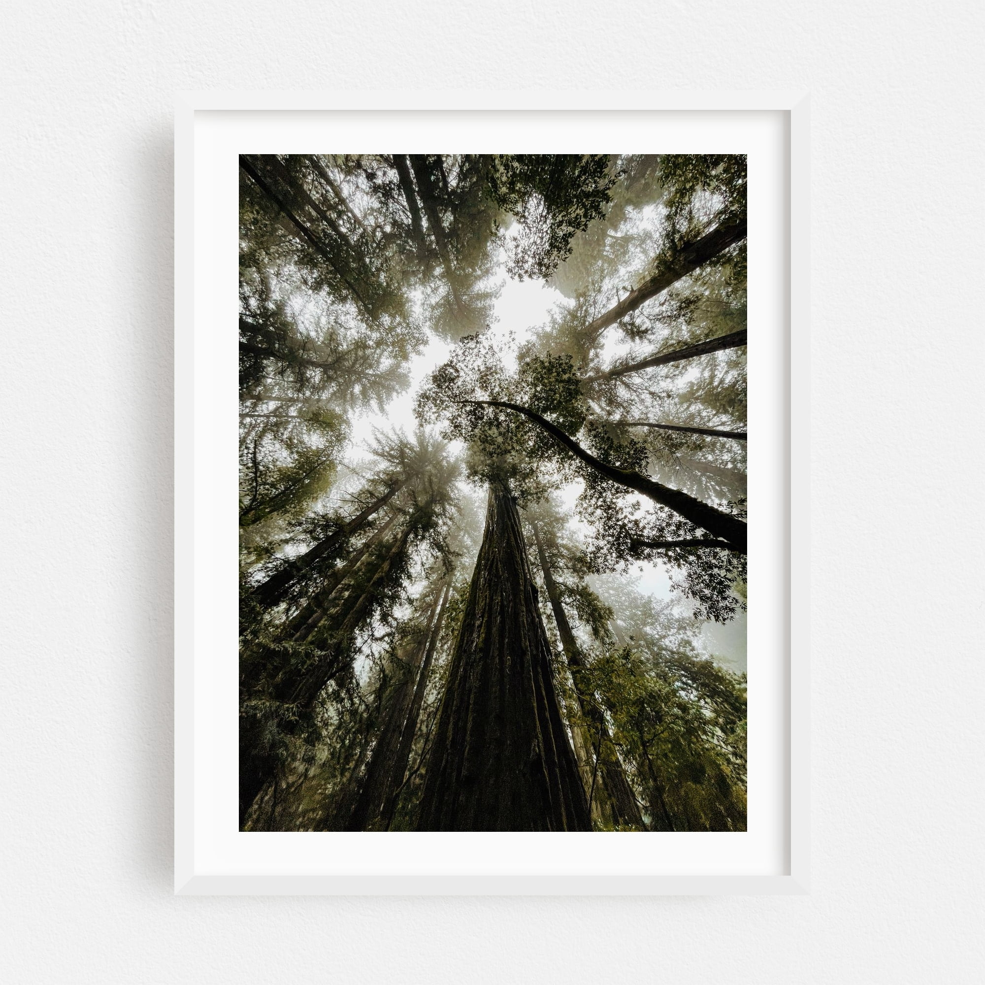 Armstrong Redwoods Forest Canopy - Guerneville California Photography ...
