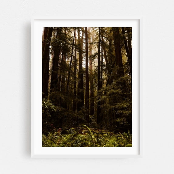 Armstrong Redwoods Forest Ferns - Guerneville California Photography ...